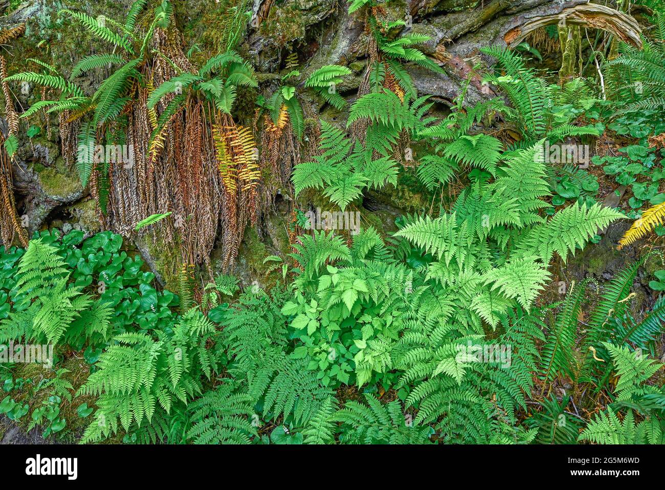 False lily of the valley, ferns, fallen tree, forest, British Columbia ...