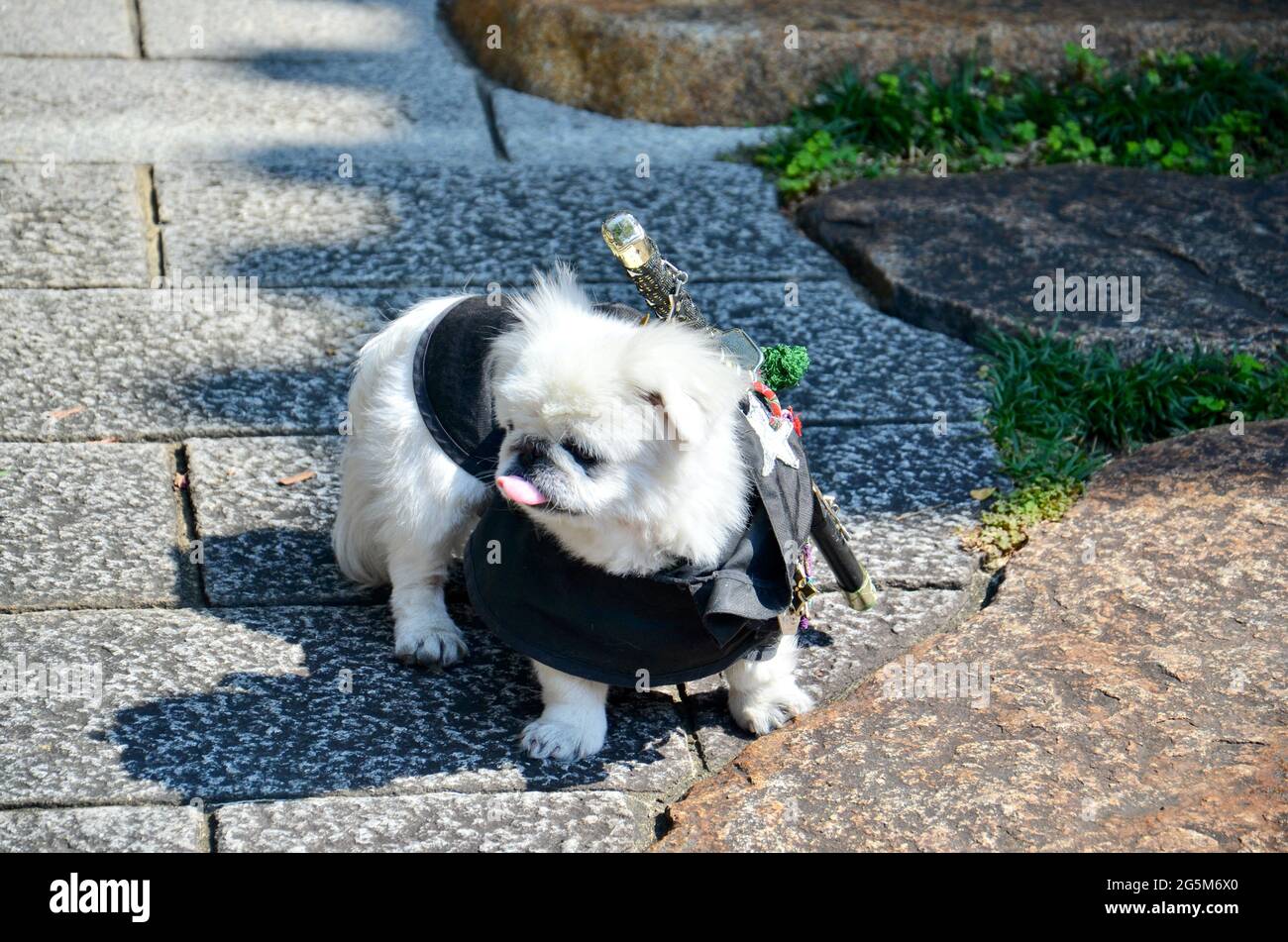 Samurai dog hi-res stock photography and images - Alamy