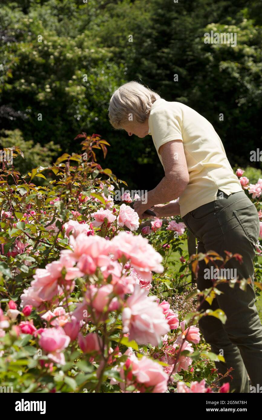 At one with nature: A lady tending to her pink roses on a summer's day ...