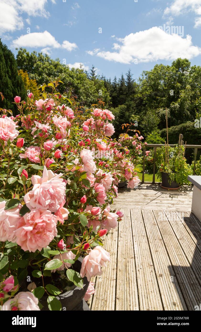 Backyard Rose Garden