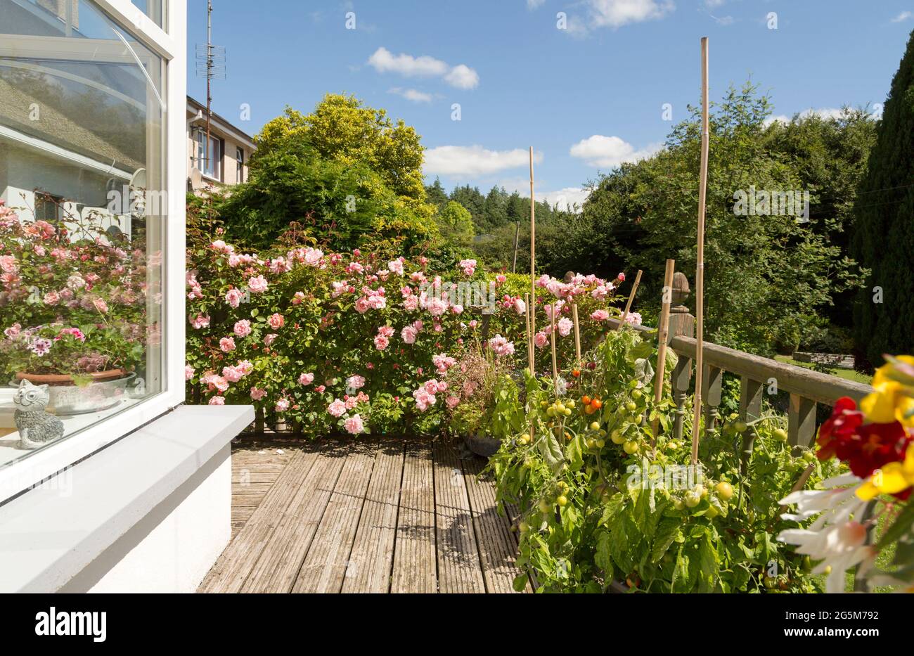 Pink roses growing outside conservatory Stock Photo - Alamy