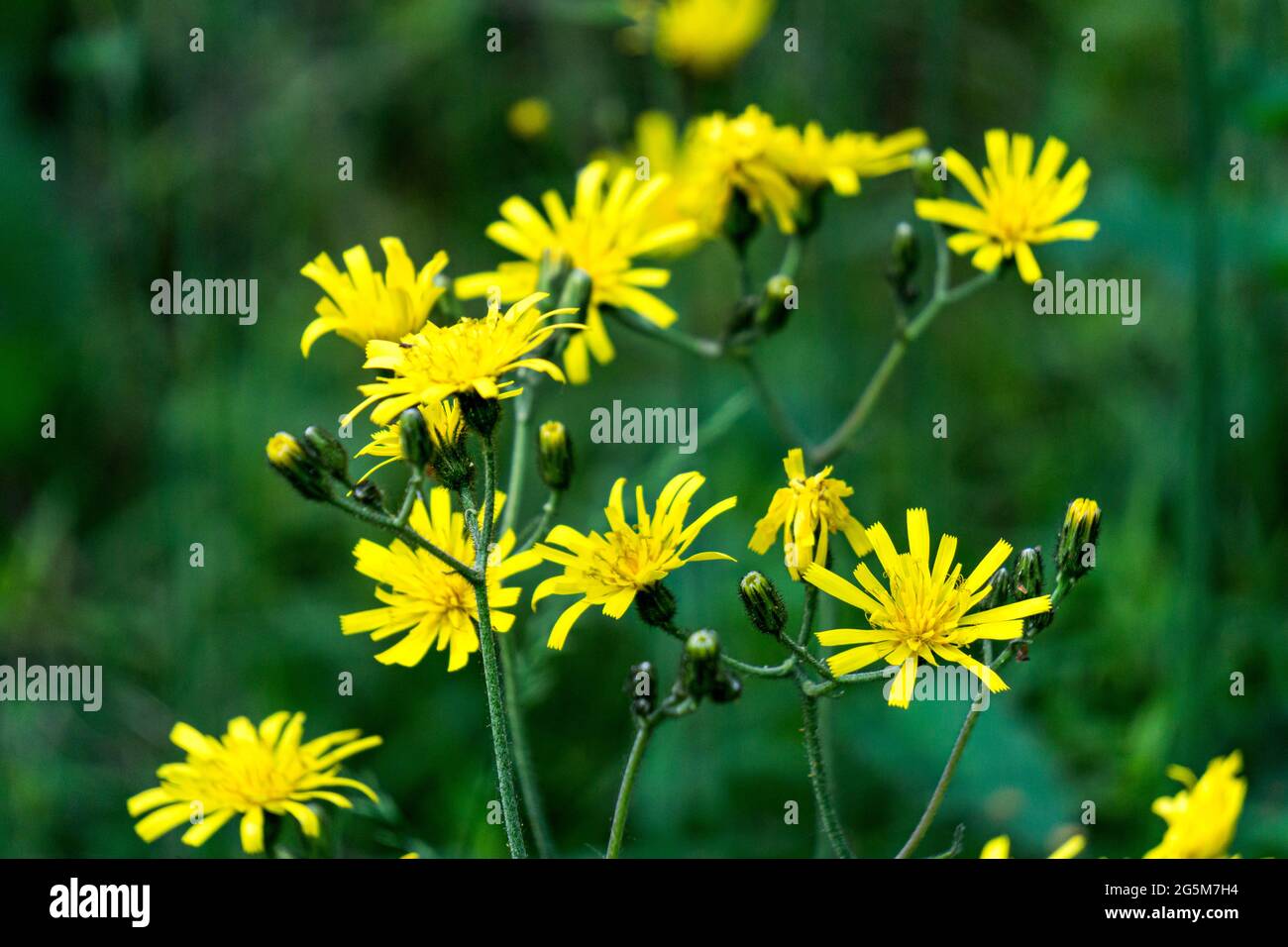 Dandelion like flower hi-res stock photography and images - Alamy