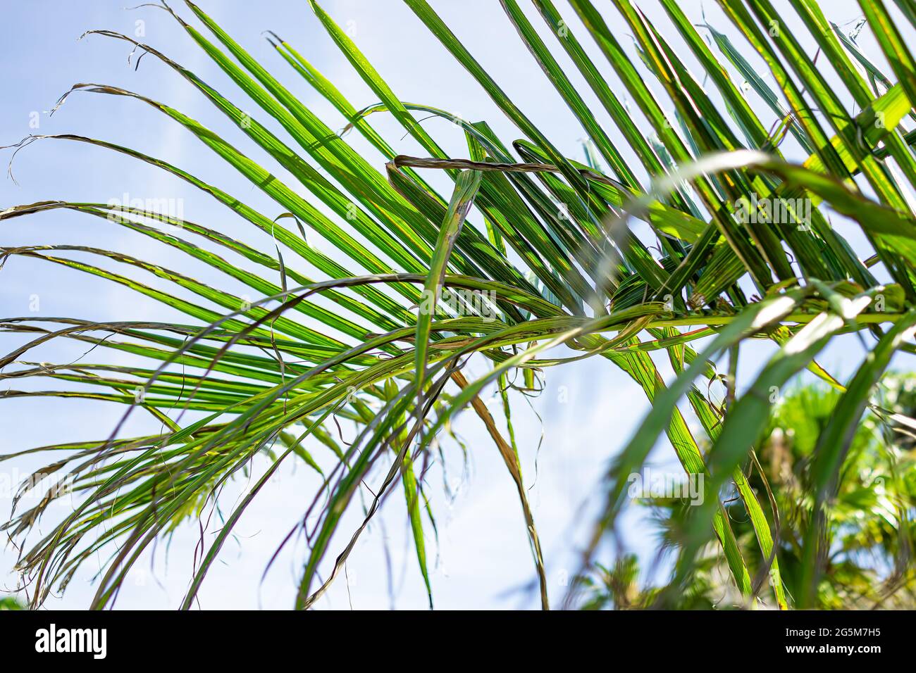 Hollywood beach florida palm tree hi-res stock photography and images ...