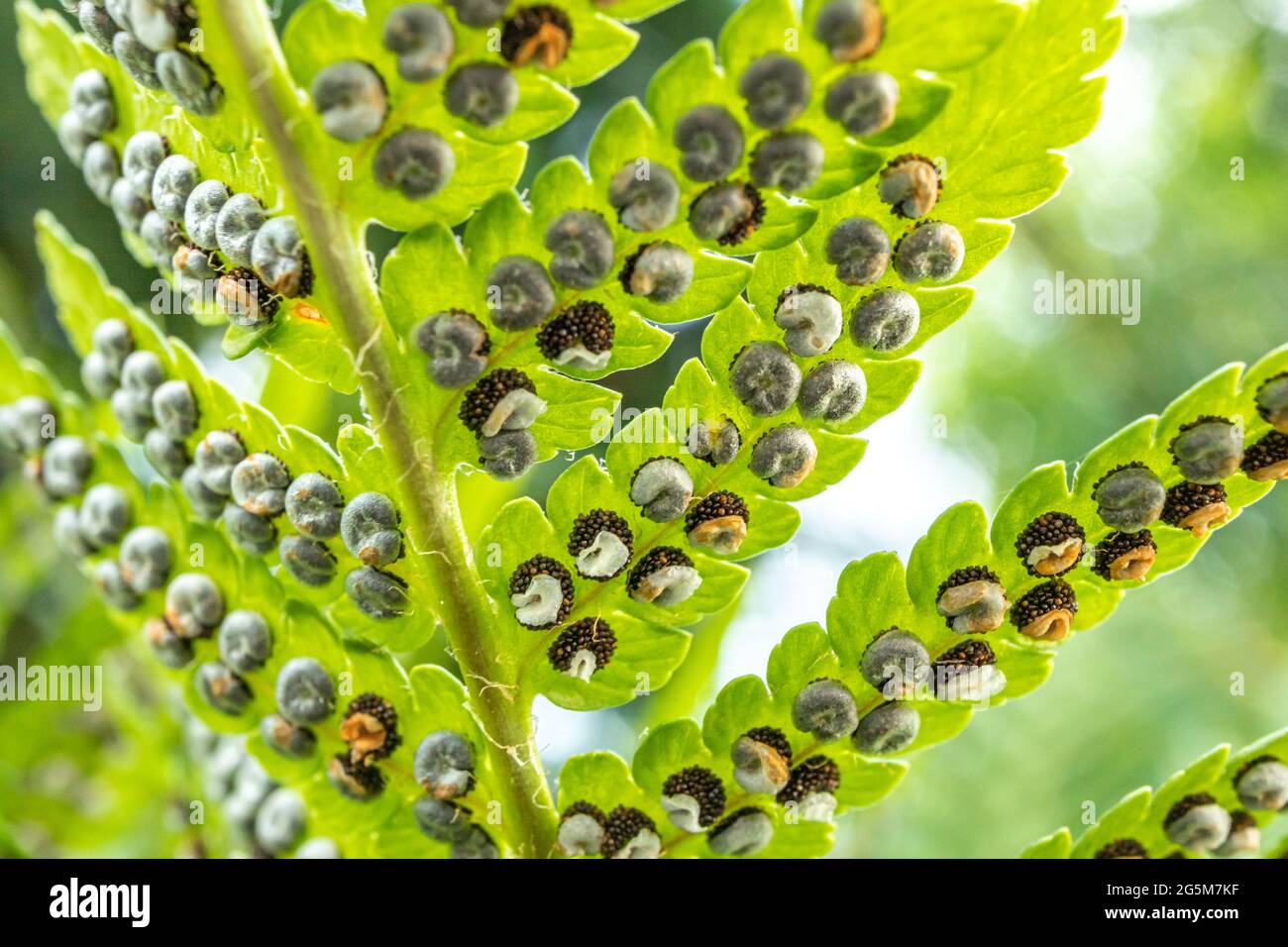 Reproduction of ferns hi-res stock photography and images - Alamy