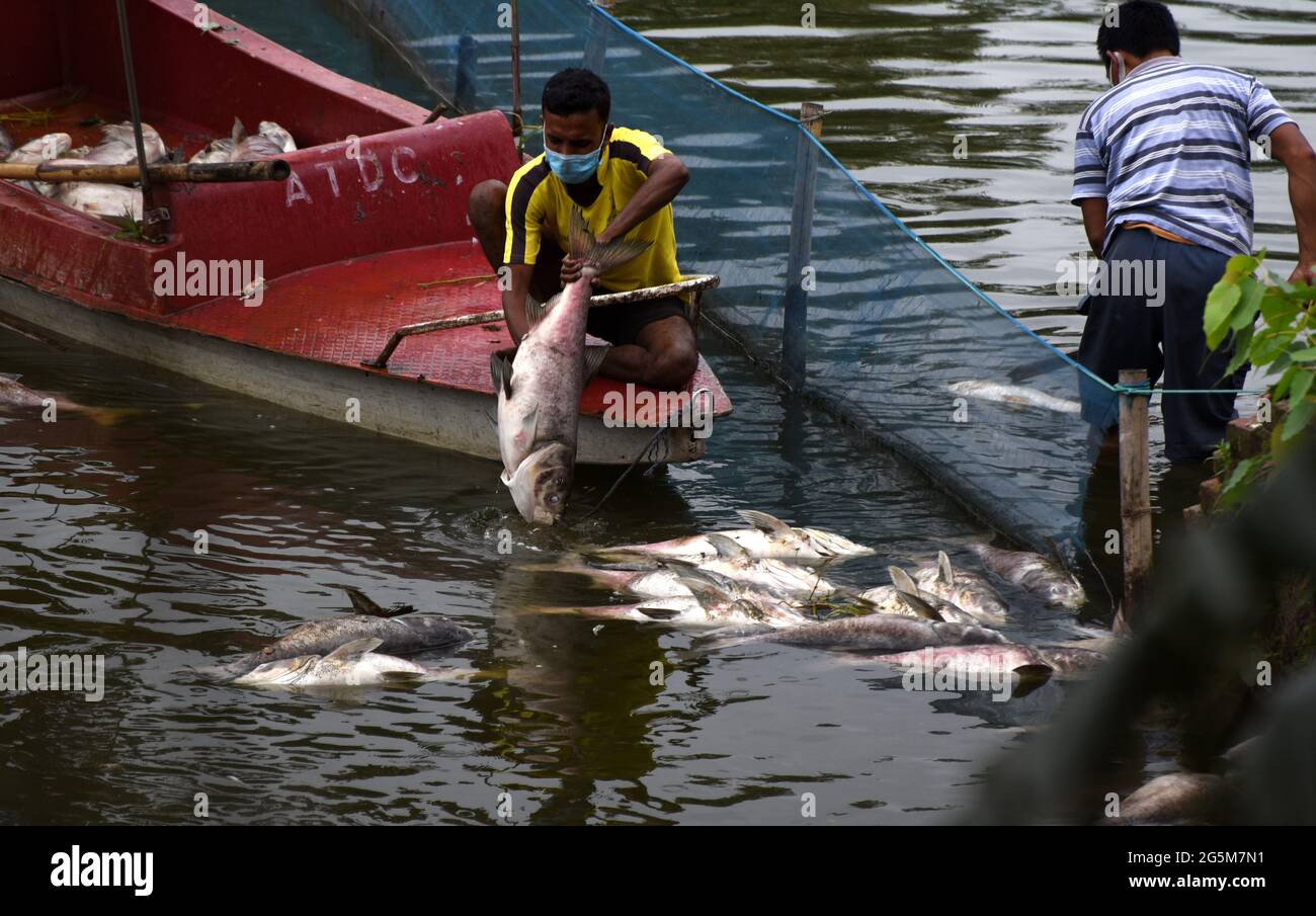 Guwahati, India. 28th June, 2021. Workers collecting death fishes from ...