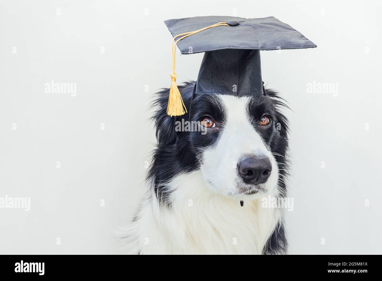 Funny proud graduation puppy dog border collie with comical grad hat ...
