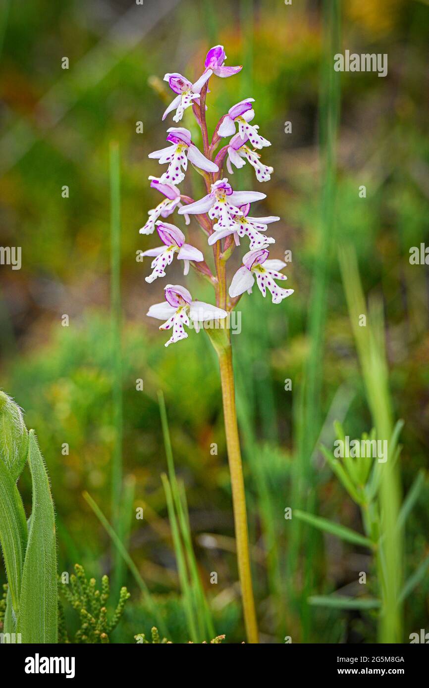 Round leaved orchid, Orchis rotundifolia, Bow valley Provincial Park ...