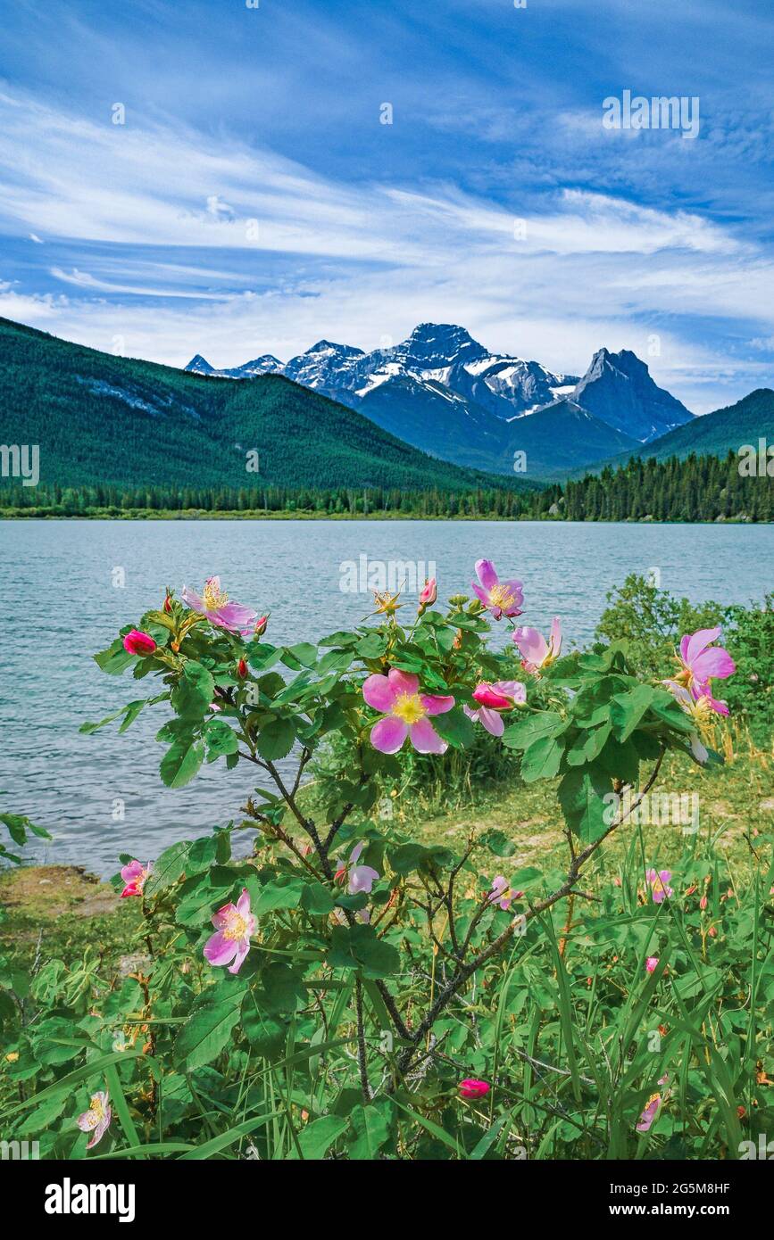 Roses gap hi-res stock photography and images - Alamy