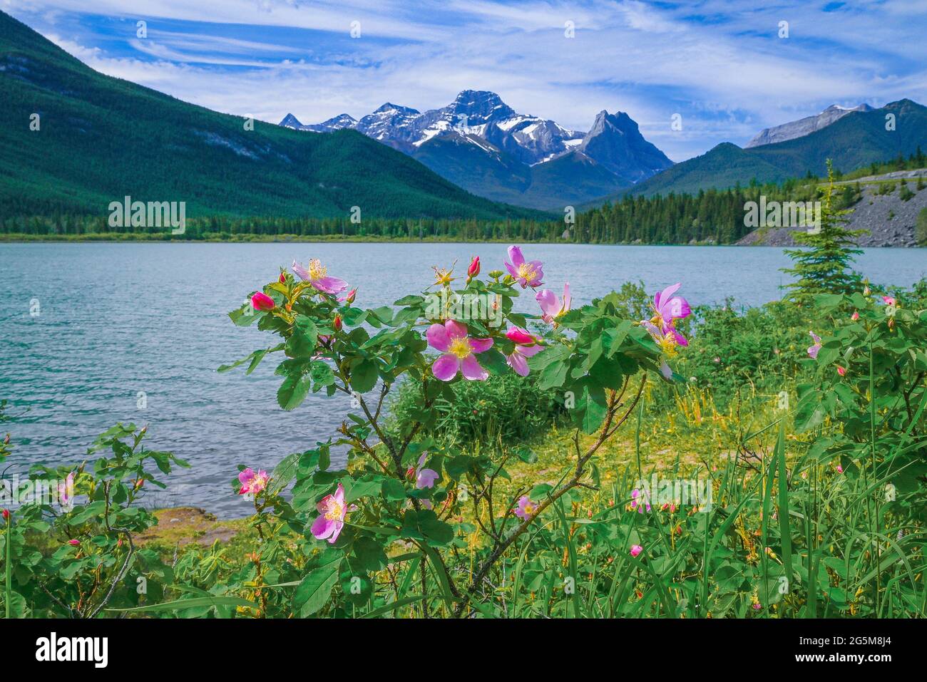 Wild Rose Bush High Resolution Stock Photography and Images - Alamy