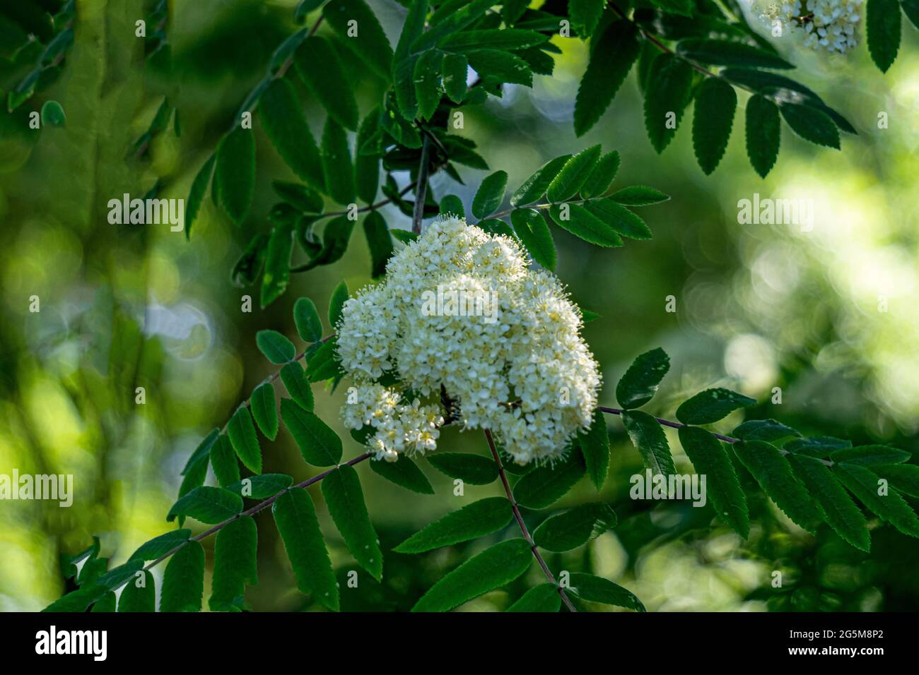 White flowers rowan in spring hi-res stock photography and images - Alamy