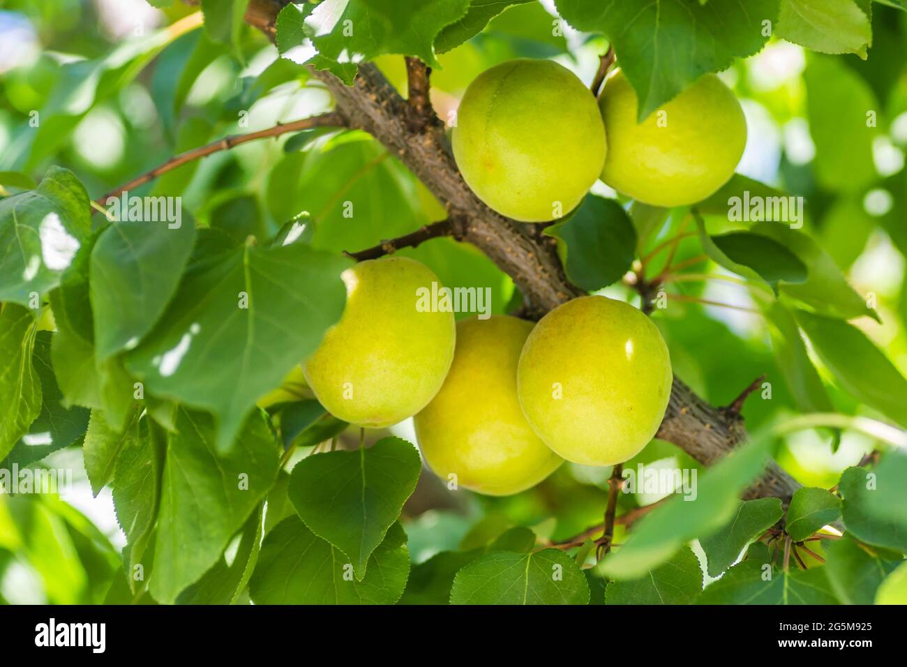 Apricot fruits illuminated by the morning sun Stock Photo - Alamy