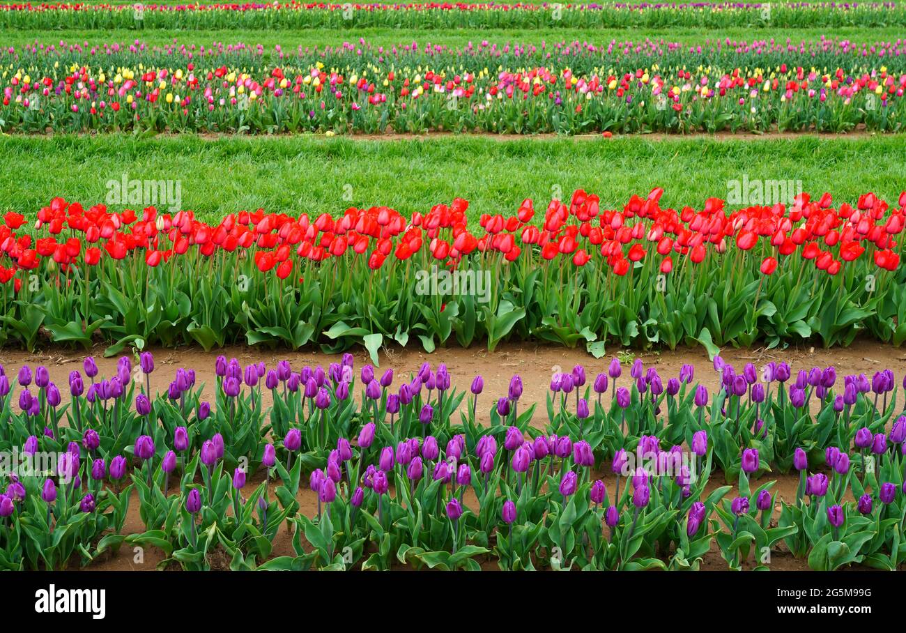 View of a colorful tulip field with flowers in bloom in Cream Ridge ...