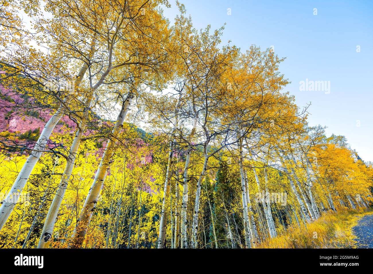 Looking up tall aspen trees hi-res stock photography and images - Alamy