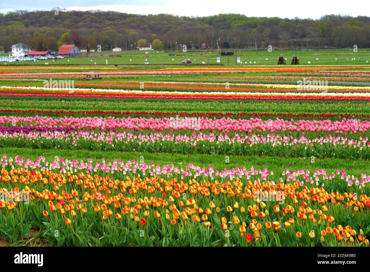 View of a colorful tulip field with flowers in bloom in Cream Ridge ...
