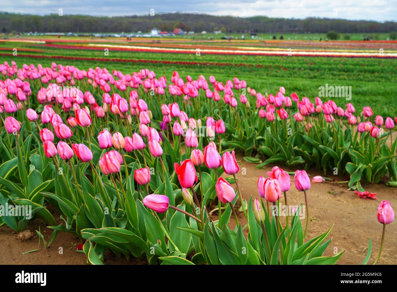View of a colorful tulip field with flowers in bloom in Cream Ridge ...
