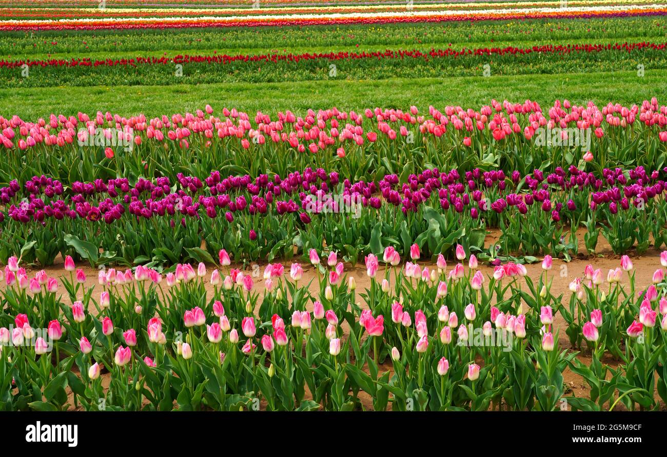 View of a colorful tulip field with flowers in bloom in Cream Ridge ...