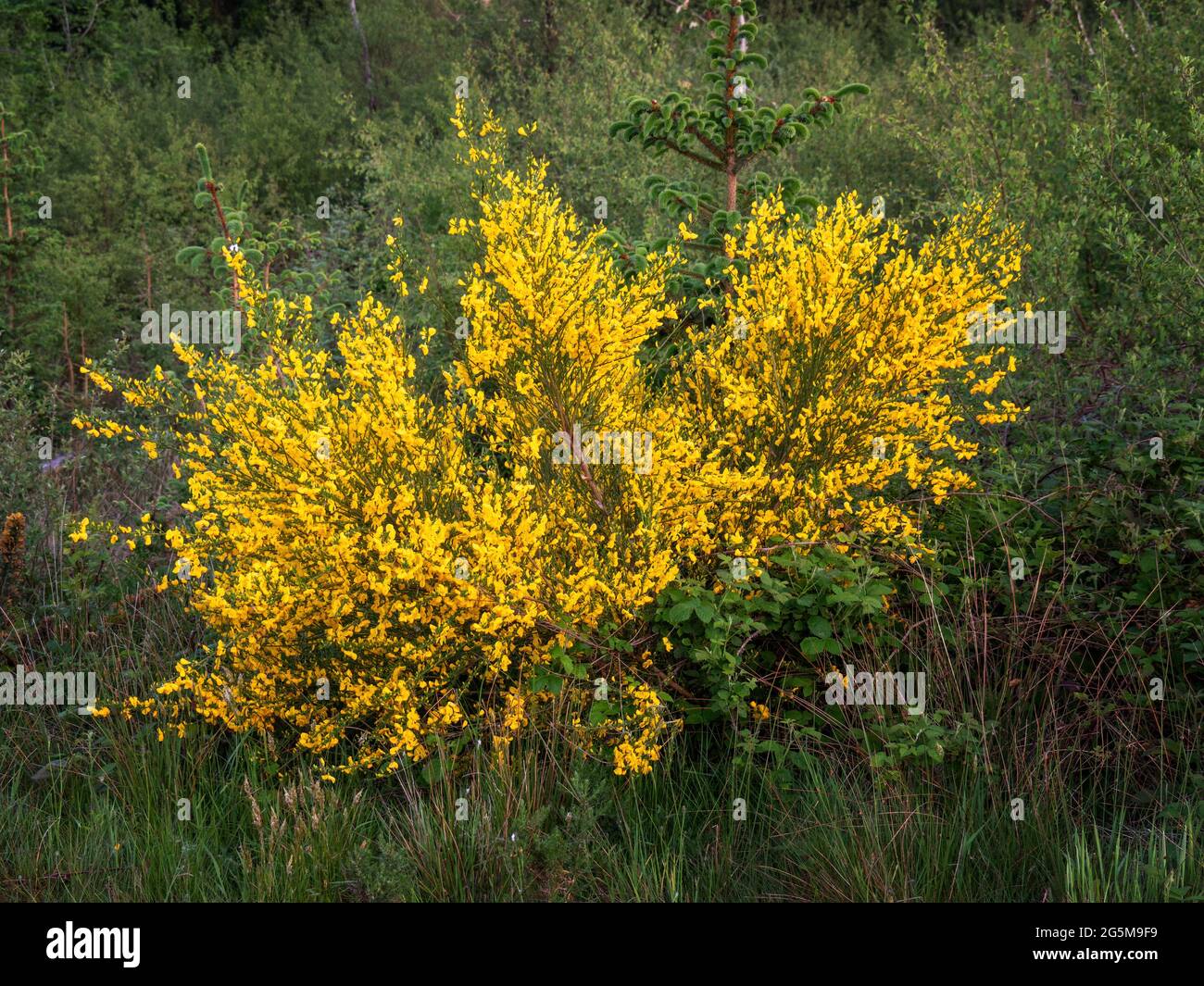 Gorse beautiful hi-res stock photography and images - Alamy
