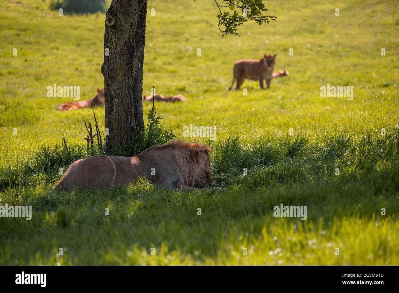 Lion under tree shadow, finishing its meal while pack of lions gathers ...