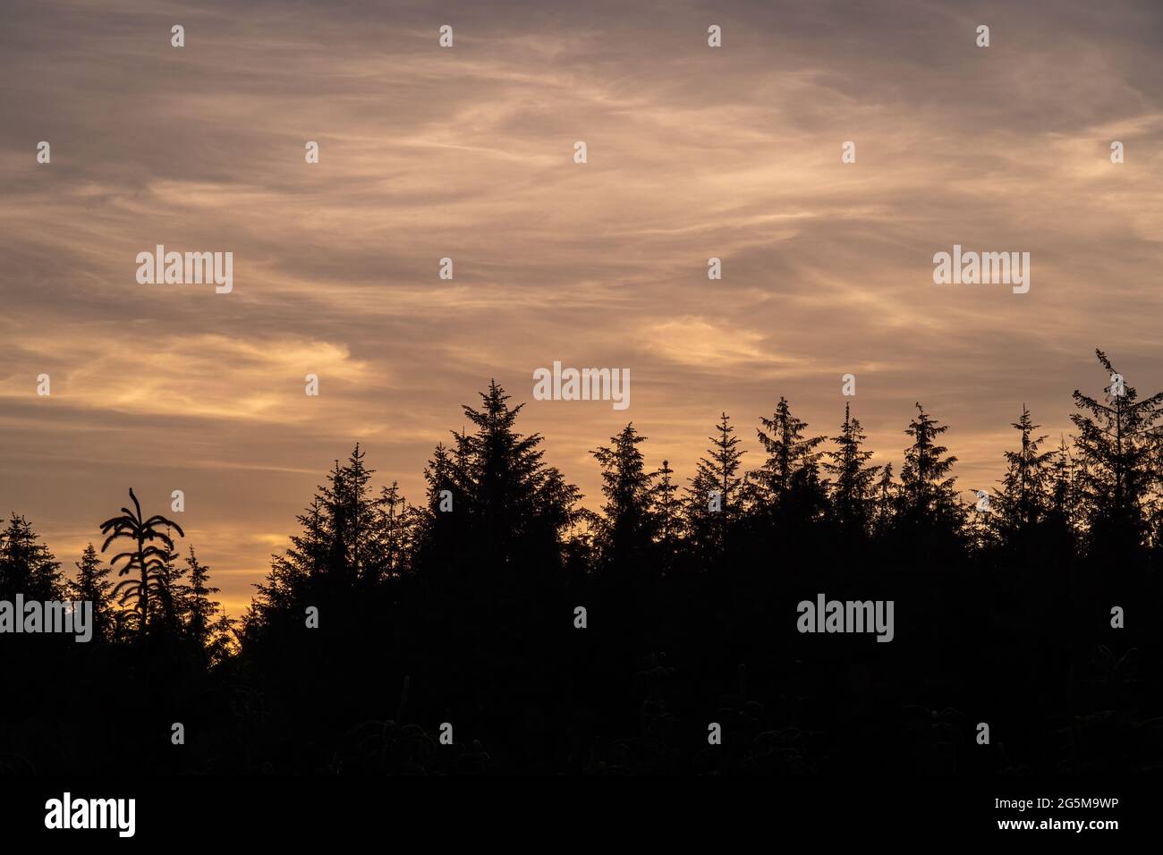 Sunset red sky over pine trees, wood. Background Stock Photo - Alamy