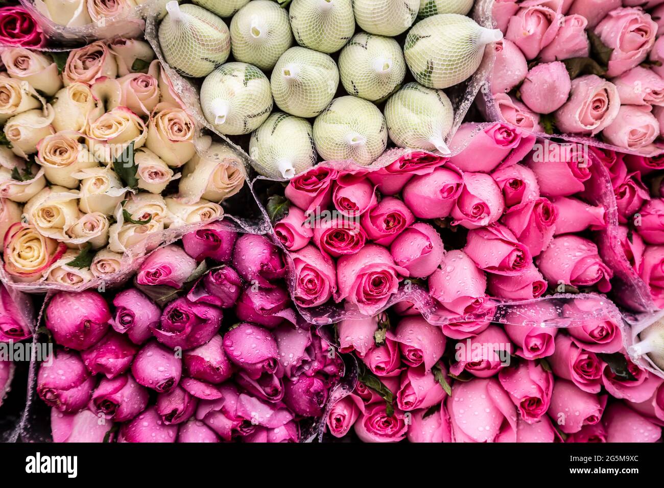 Fresh cut roses, Flower Market, Hanoi, Vietnam Stock Photo - Alamy
