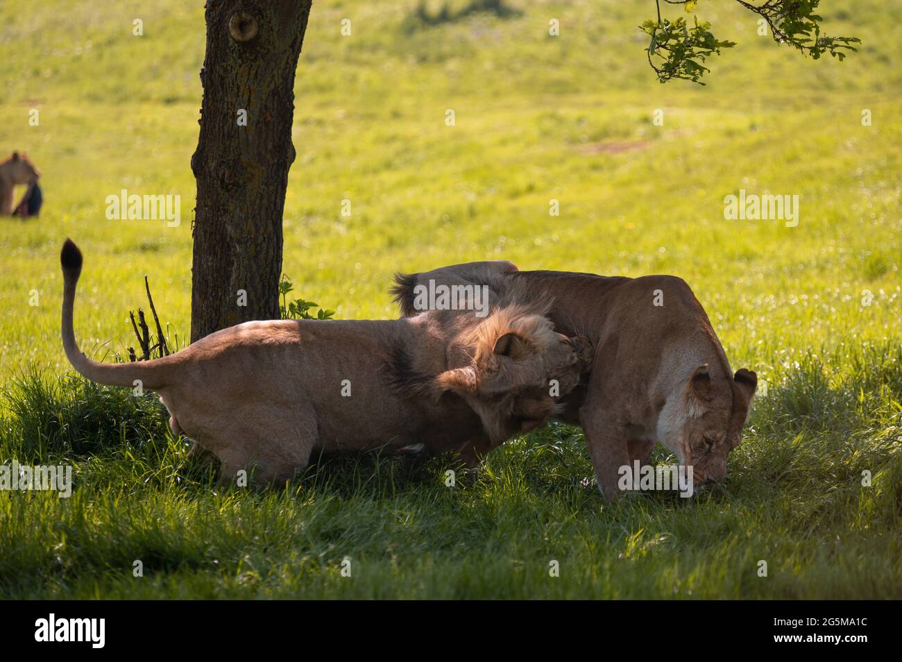 Lioness chasing grassland hi-res stock photography and images - Alamy