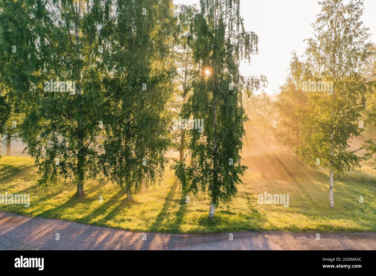 Morning sunrise behind the trees Stock Photo - Alamy
