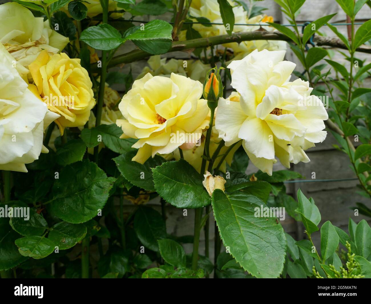 Floribundas hi-res stock photography and images - Alamy