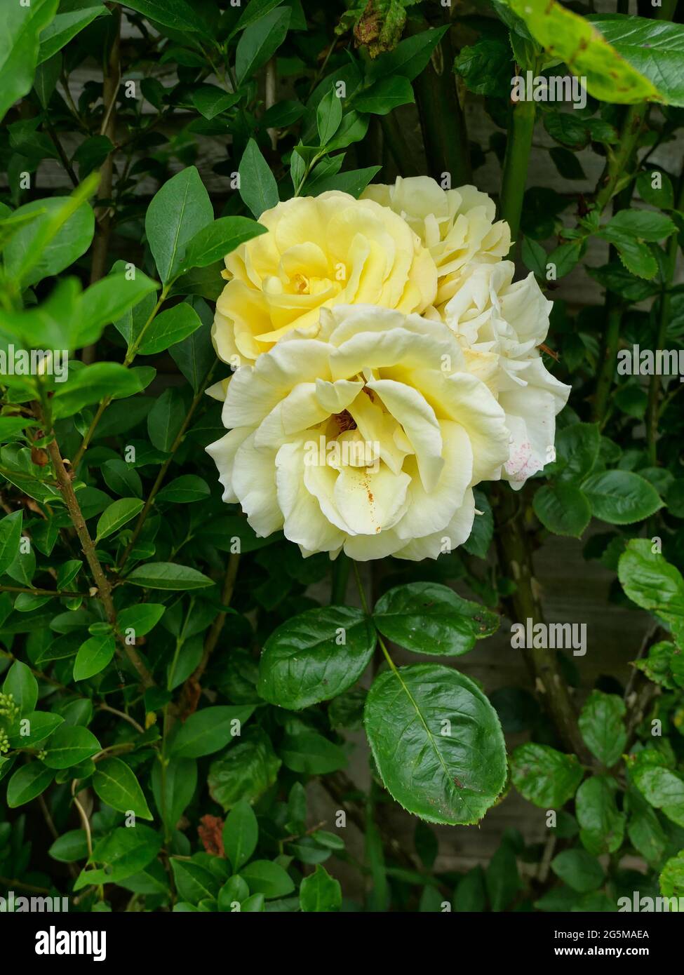 Rosa Arthur Bell Stock Photo - Alamy