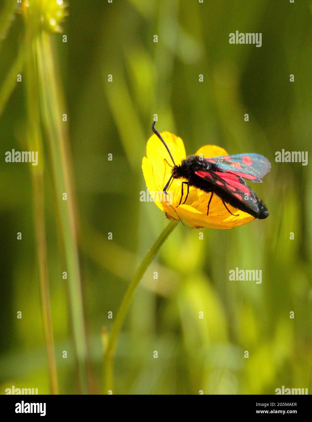 Day Flying Moths High Resolution Stock Photography and Images - Alamy