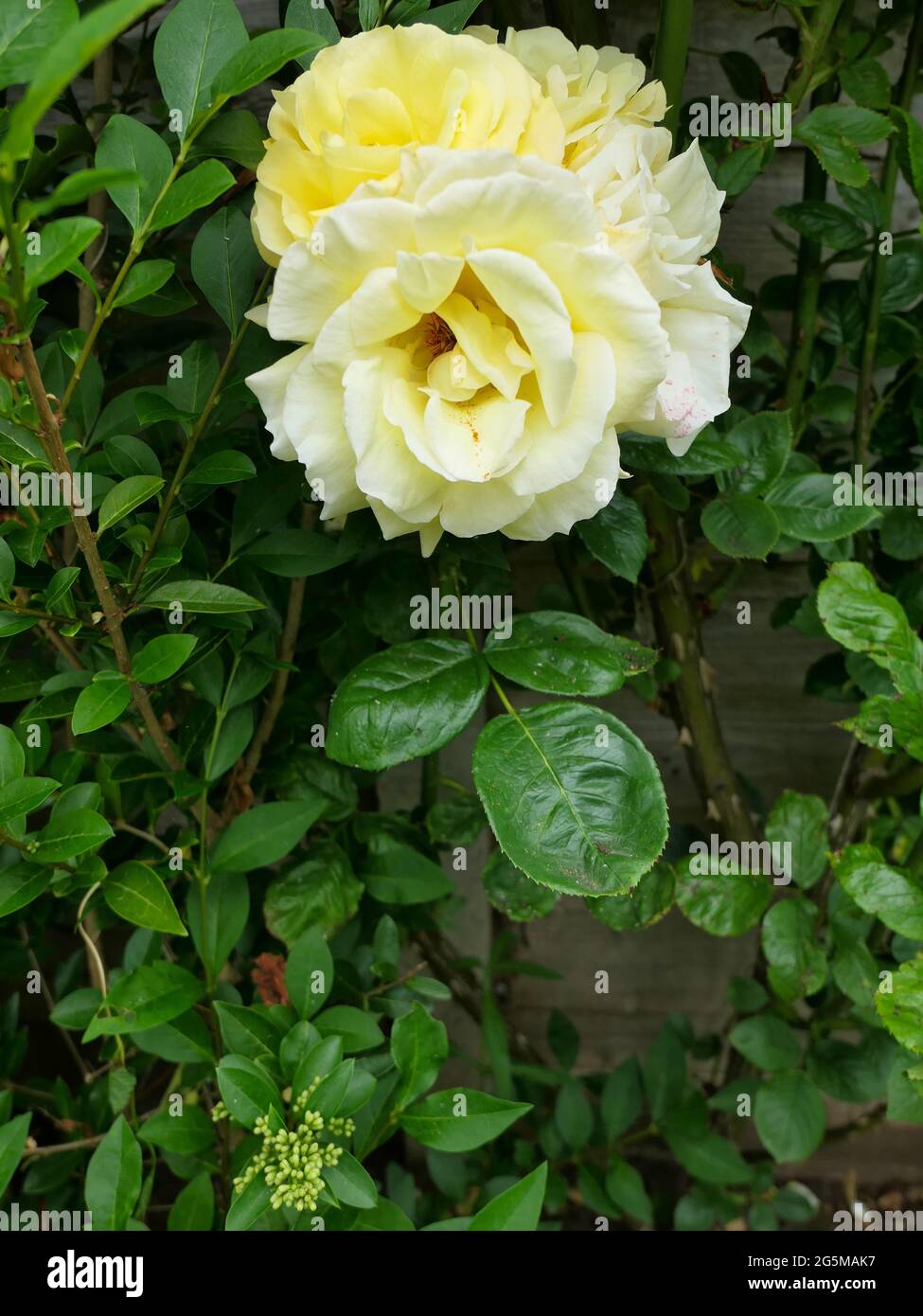 Arthur bell rose hi-res stock photography and images - Alamy