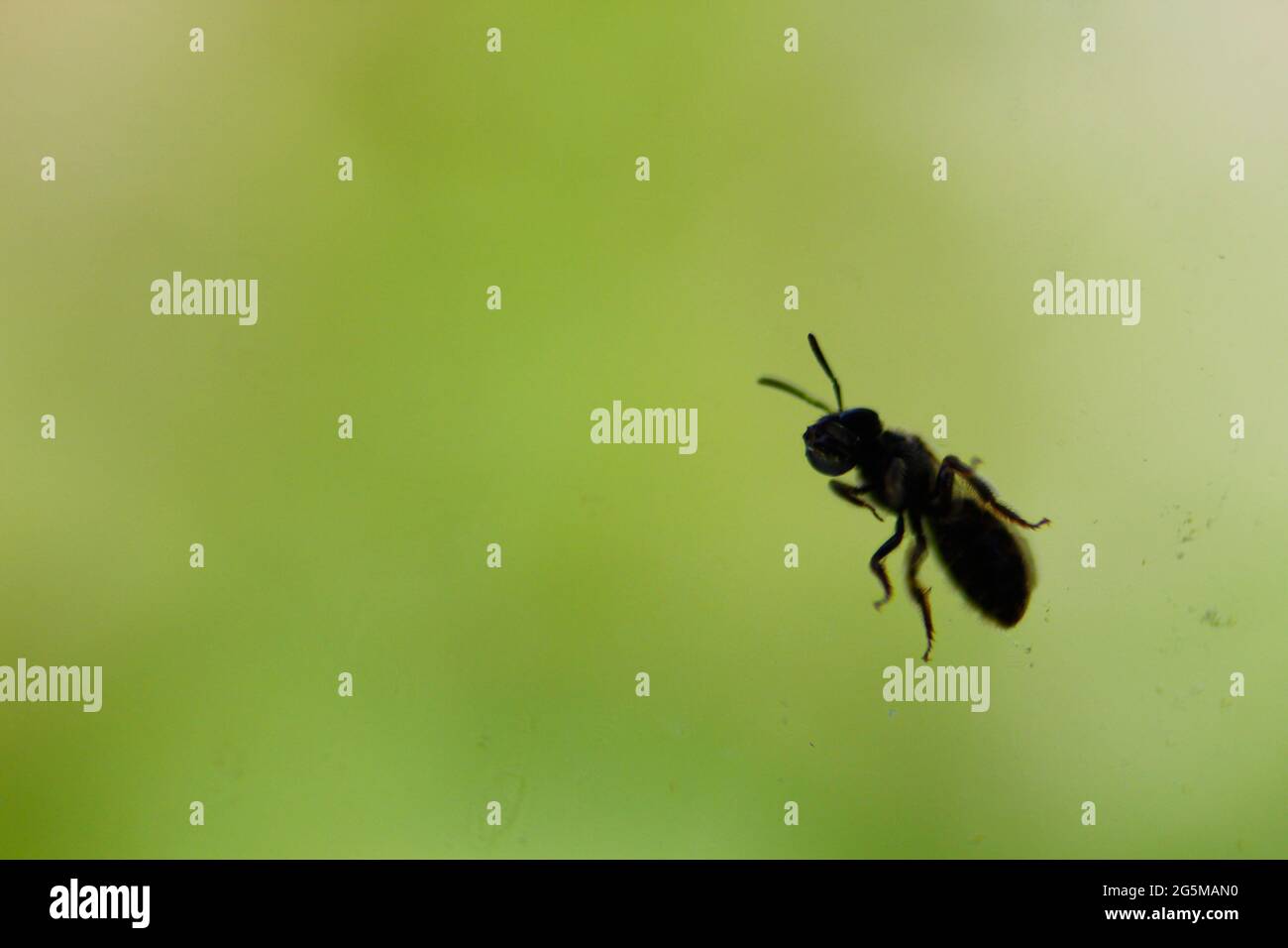 Colourful water beetle hi-res stock photography and images - Alamy