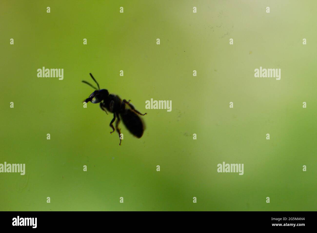 Small Bug with a Water Bubble Against a Green Background Stock Photo ...