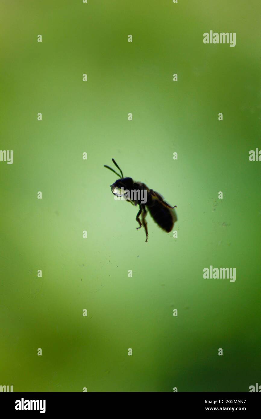 Small Bug with a Water Bubble Against a Green Background Stock Photo ...