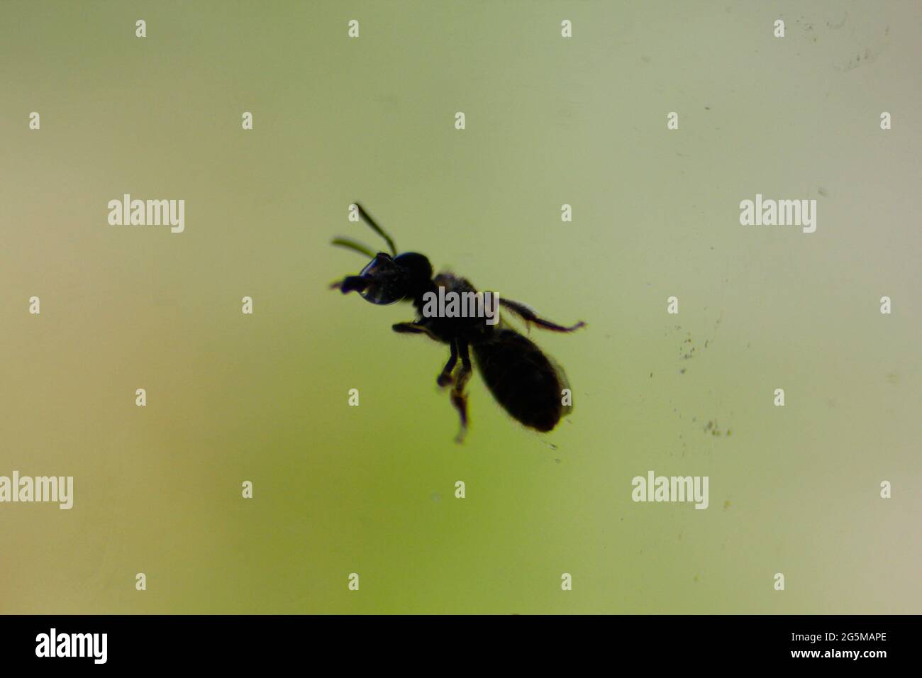 Small Bug with a Water Bubble Against a Green Background Stock Photo ...