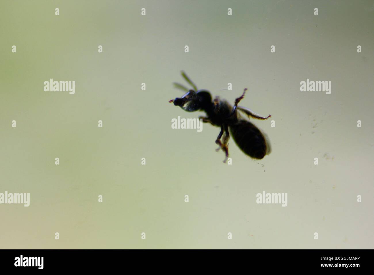 Colourful water beetle hi-res stock photography and images - Alamy