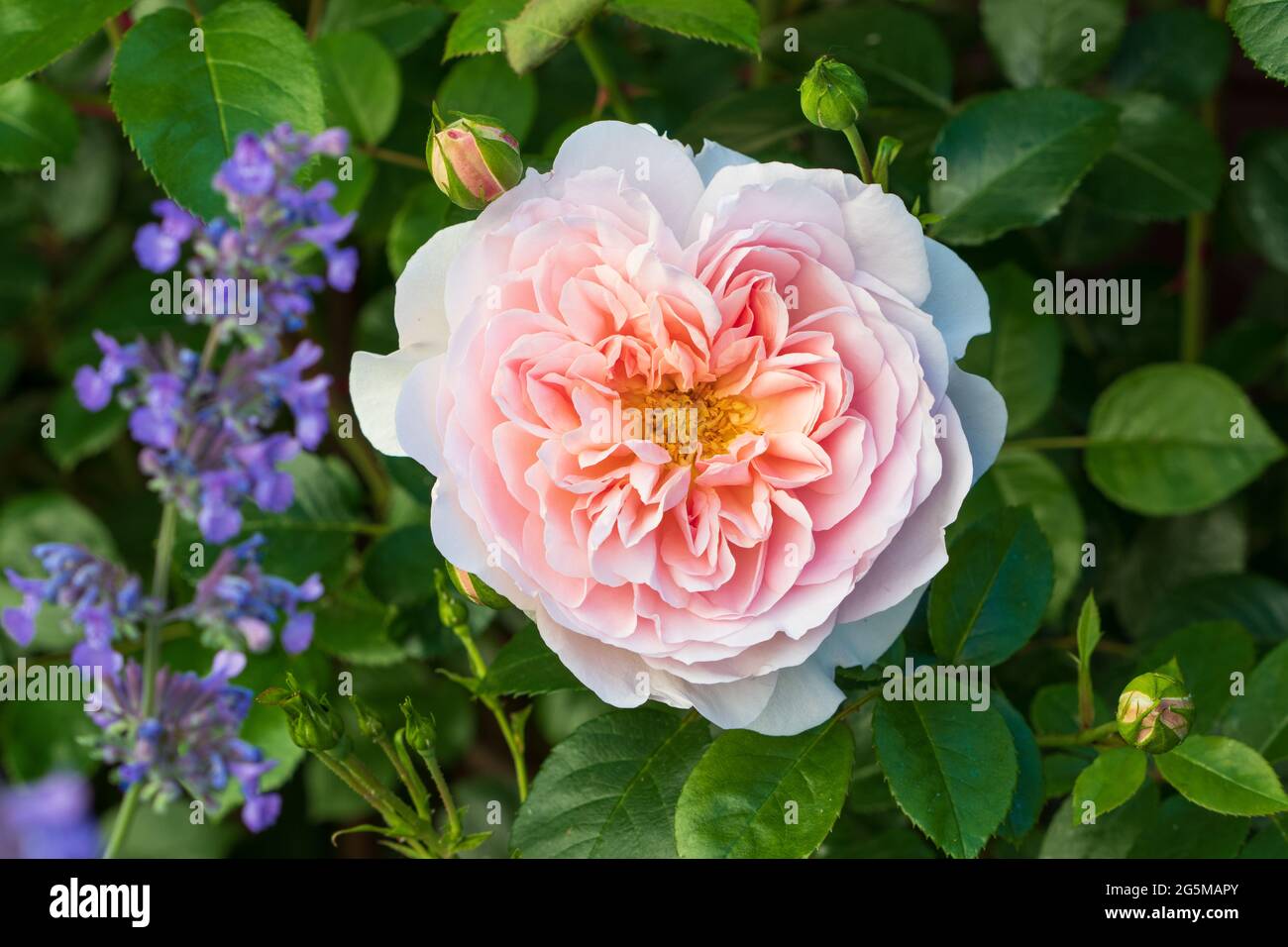 english pink rose Wildeve macro Stock Photo - Alamy