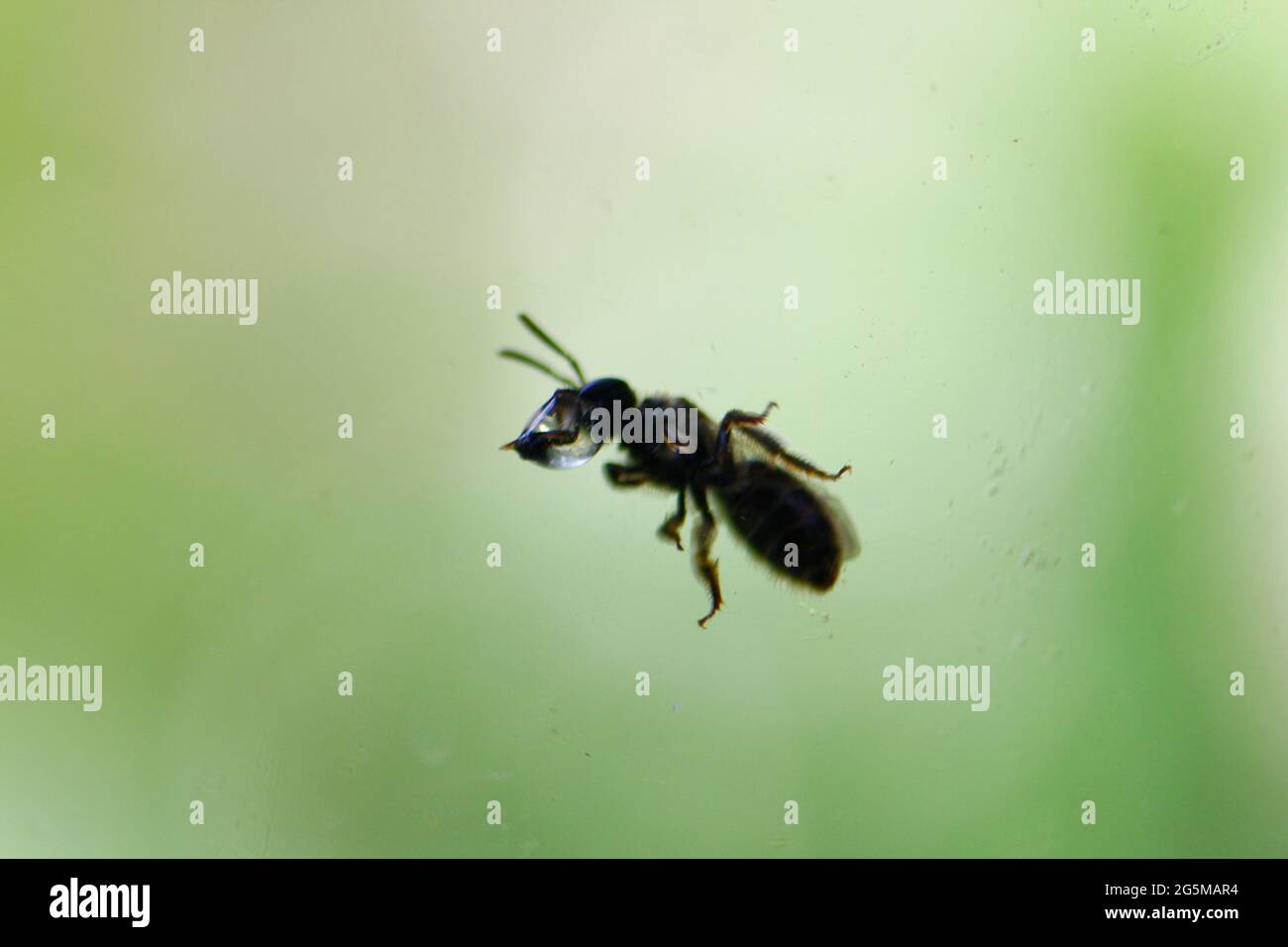 Small Bug with a Water Bubble Against a Green Background Stock Photo ...