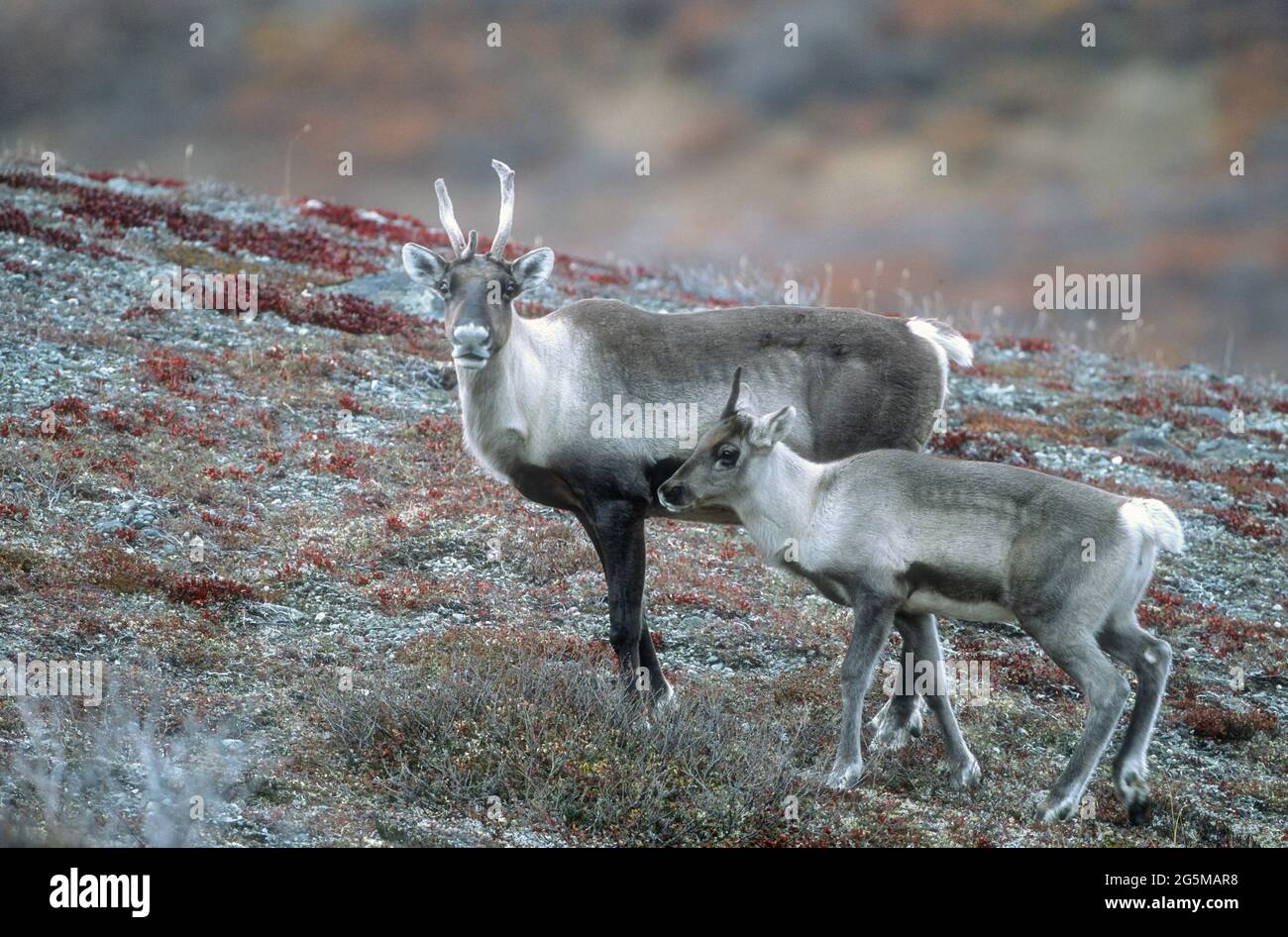 North America; United States; Alaska; Wildlife; Mammals; Caribou ...