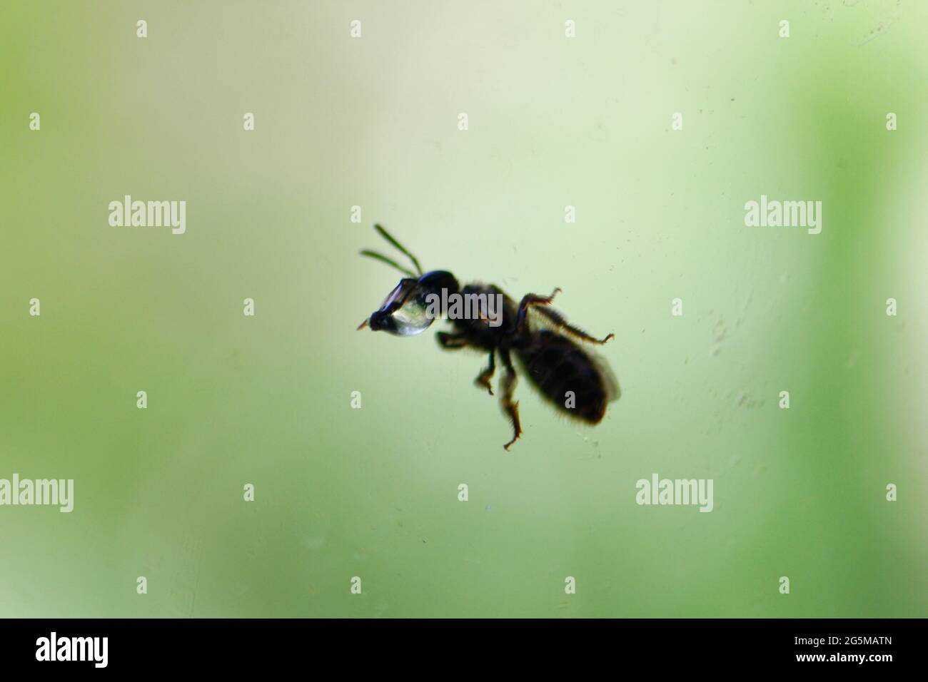 Small Bug with a Water Bubble Against a Green Background Stock Photo ...