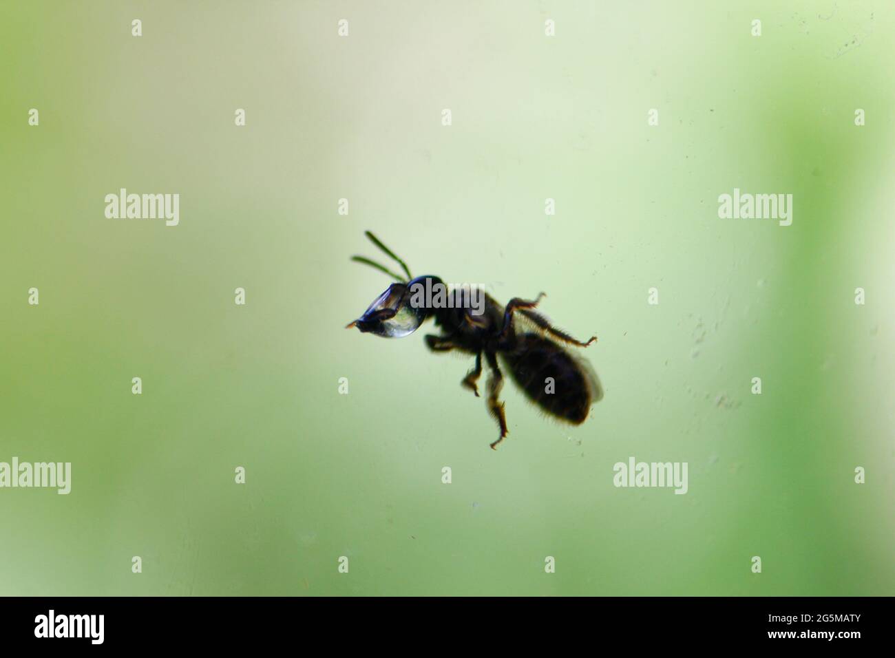 Small Bug with a Water Bubble Against a Green Background Stock Photo ...