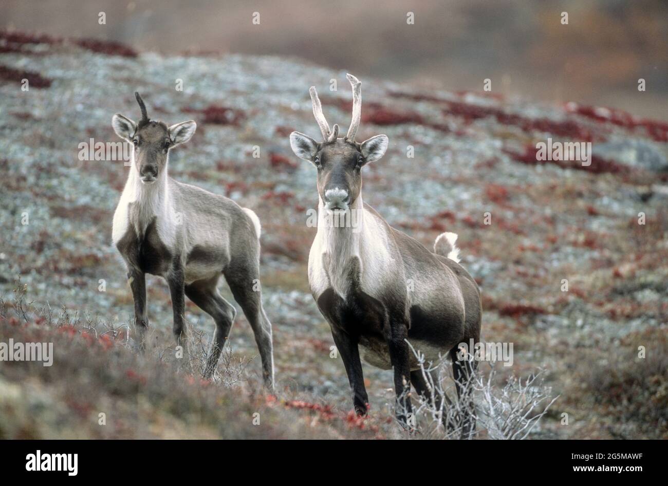 North America; United States; Alaska; Wildlife; Mammals; Caribou ...