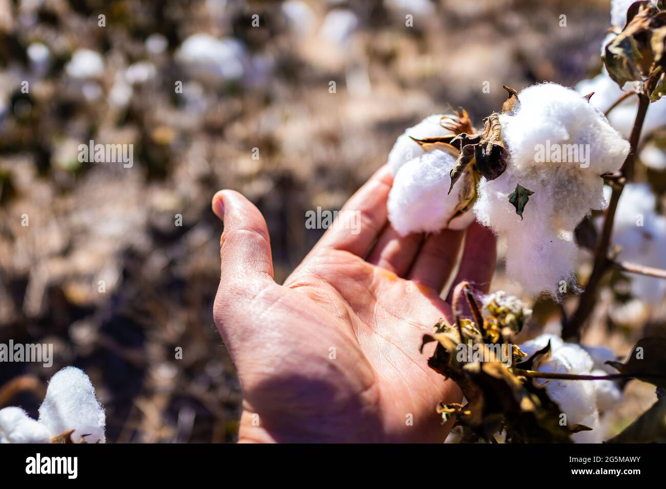 Hand picking cotton hi-res stock photography and images - Alamy