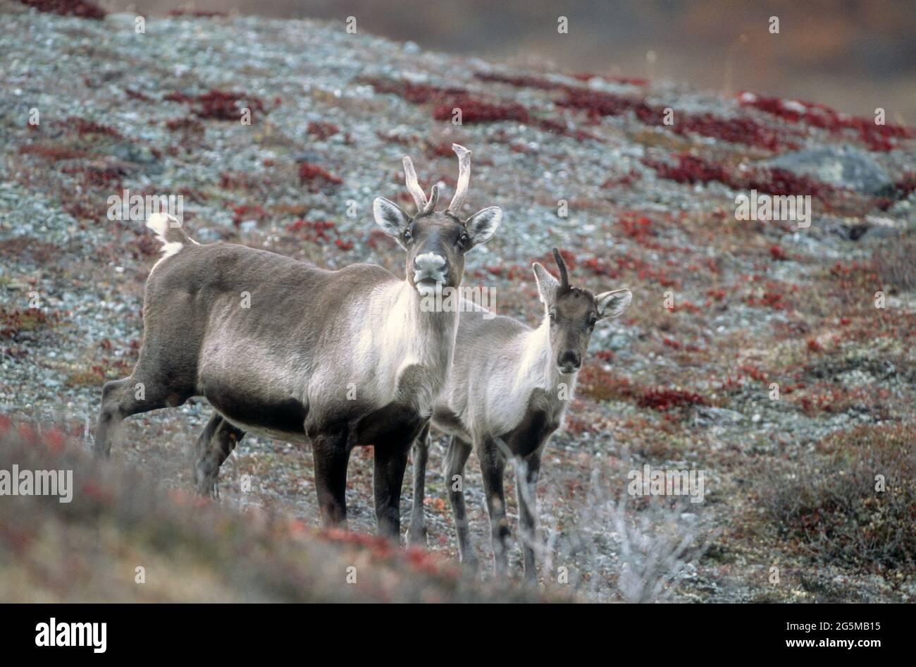 North America; United States; Alaska; Wildlife; Mammals; Caribou ...