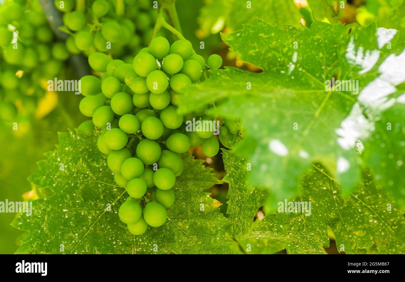 Green bunches of vines illuminated by the spring sun on the plantation Stock Photo - Alamy