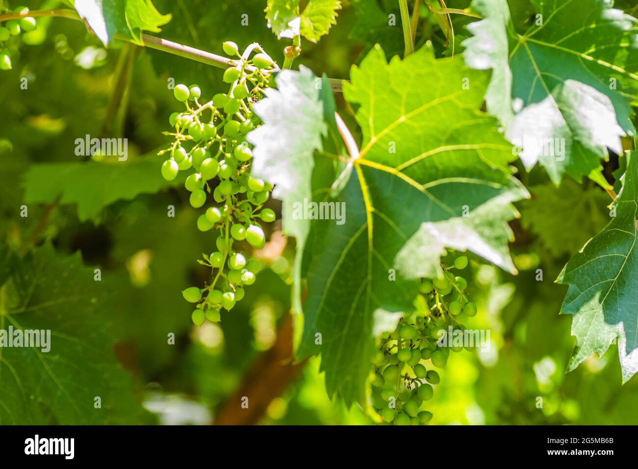 Green bunches of vines illuminated by the spring sun on the plantation ...