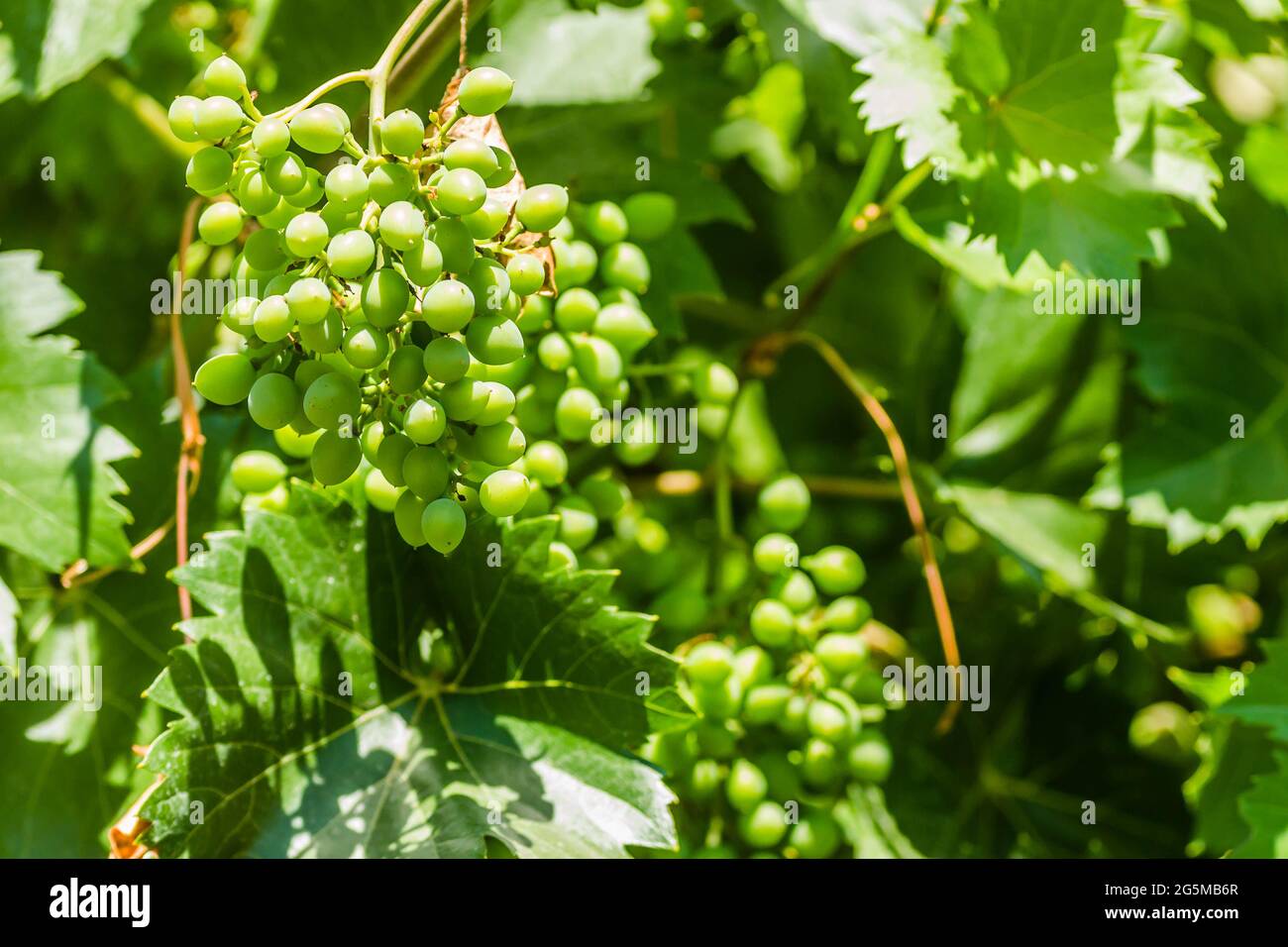 Green bunches of vines illuminated by the spring sun on the plantation ...