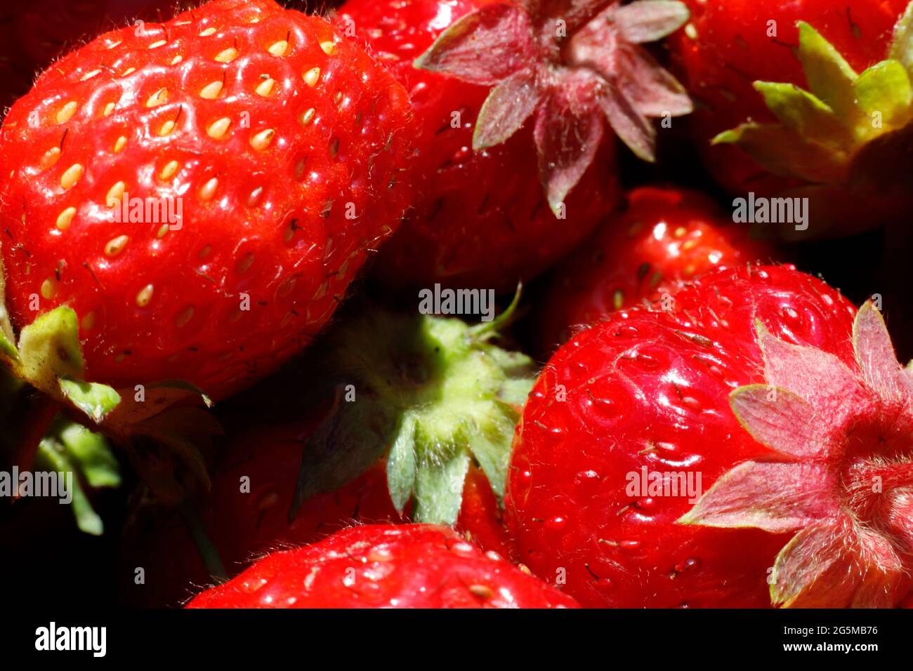 Industrial cultivation of strawberry plant. Ripe red fruits strawberry ...