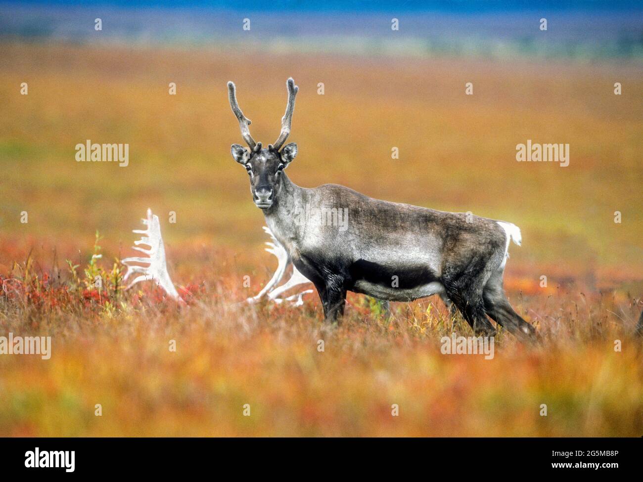 North America; United States; Alaska; Jade Mountains; Kobuk Valley ...