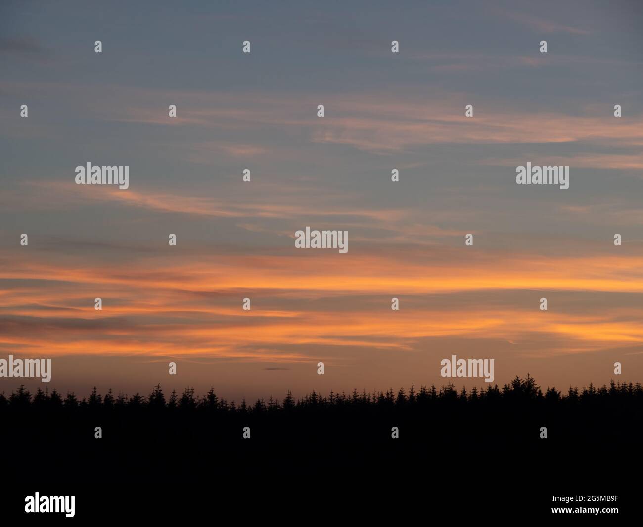 Wide view of sunset red sky over pine trees, wood. Background Stock ...