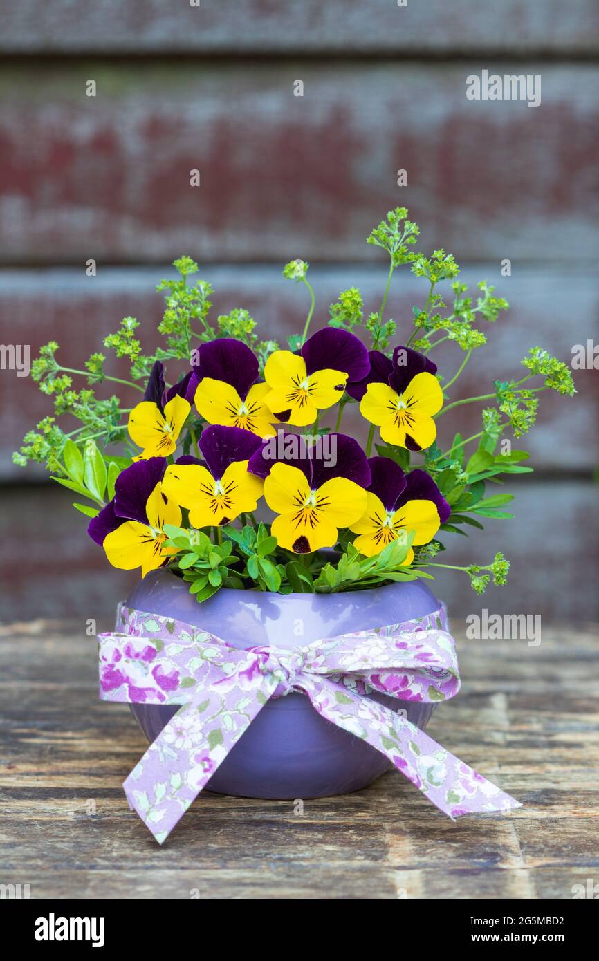 Viola cornuta yellow hi-res stock photography and images - Alamy